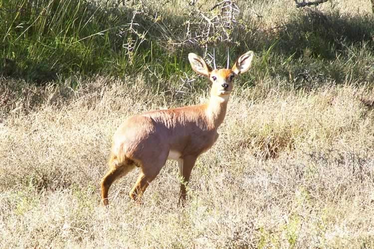 Steenbuck - Olivewoods Game Farm